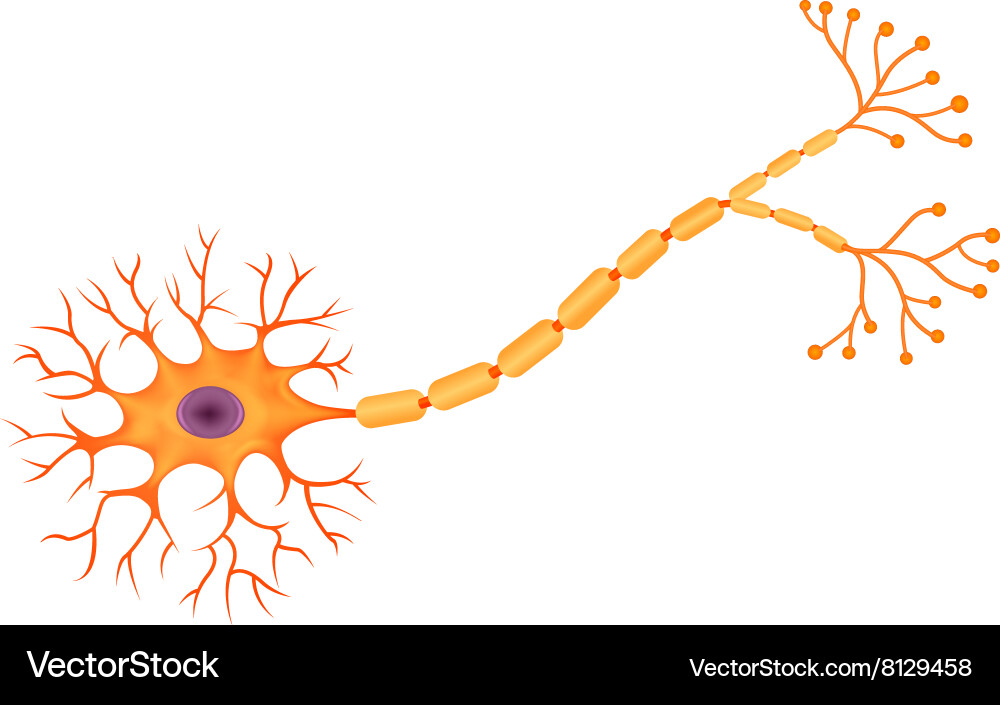 Human Neuron Anatomy Diagram Royalty Free Vector Image