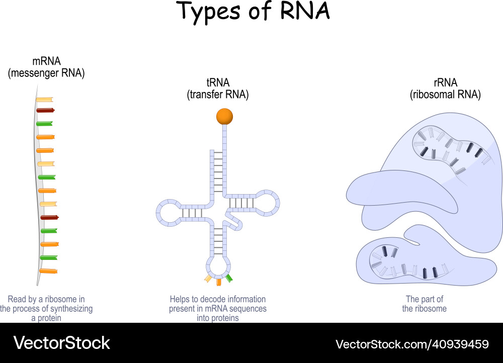RNA Types: mRNA, tRNA, rRNA Royalty Free Vector Image