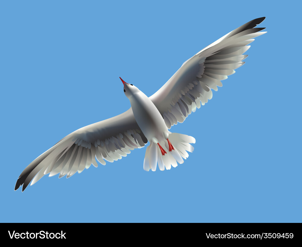 Seagull Royalty Free Vector Image - VectorStock