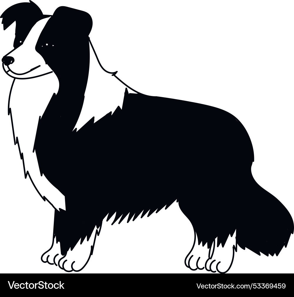Simple hand drawing border collie dog breed Vector Image