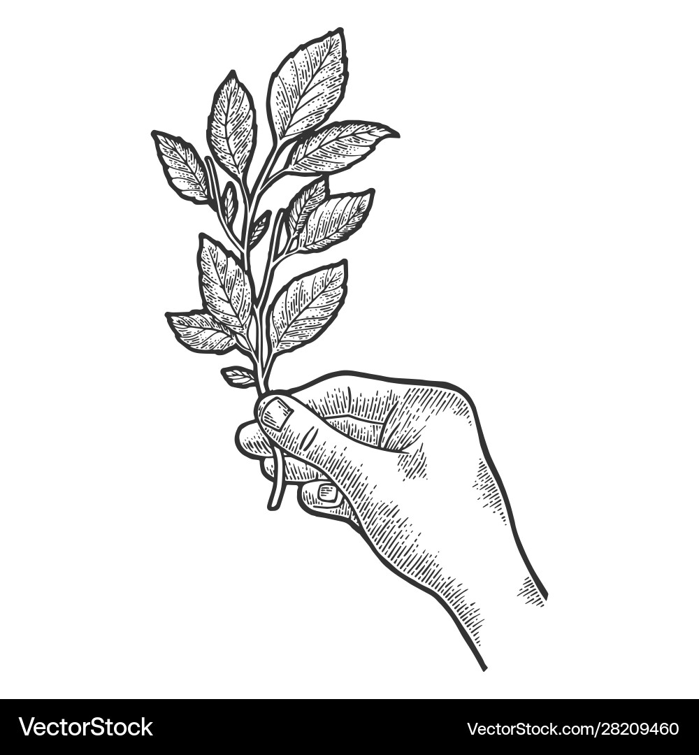 Branch tea plant sketch engraving Royalty Free Vector Image