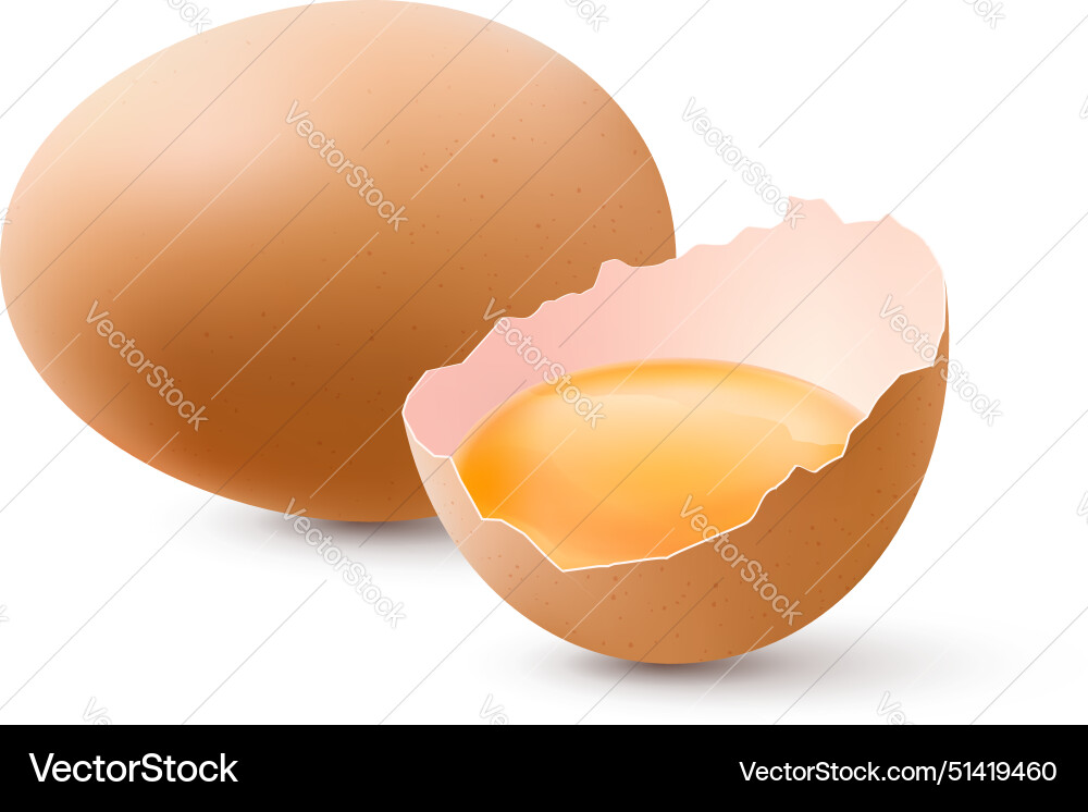 Chicken eggs Royalty Free Vector Image - VectorStock