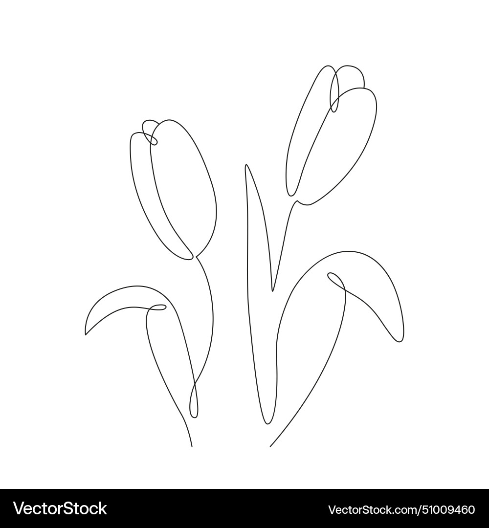 Tulips one line art Royalty Free Vector Image - VectorStock