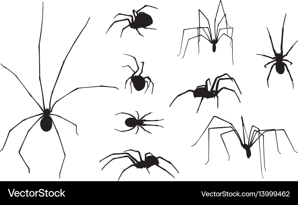 Set of spiders Royalty Free Vector Image - VectorStock