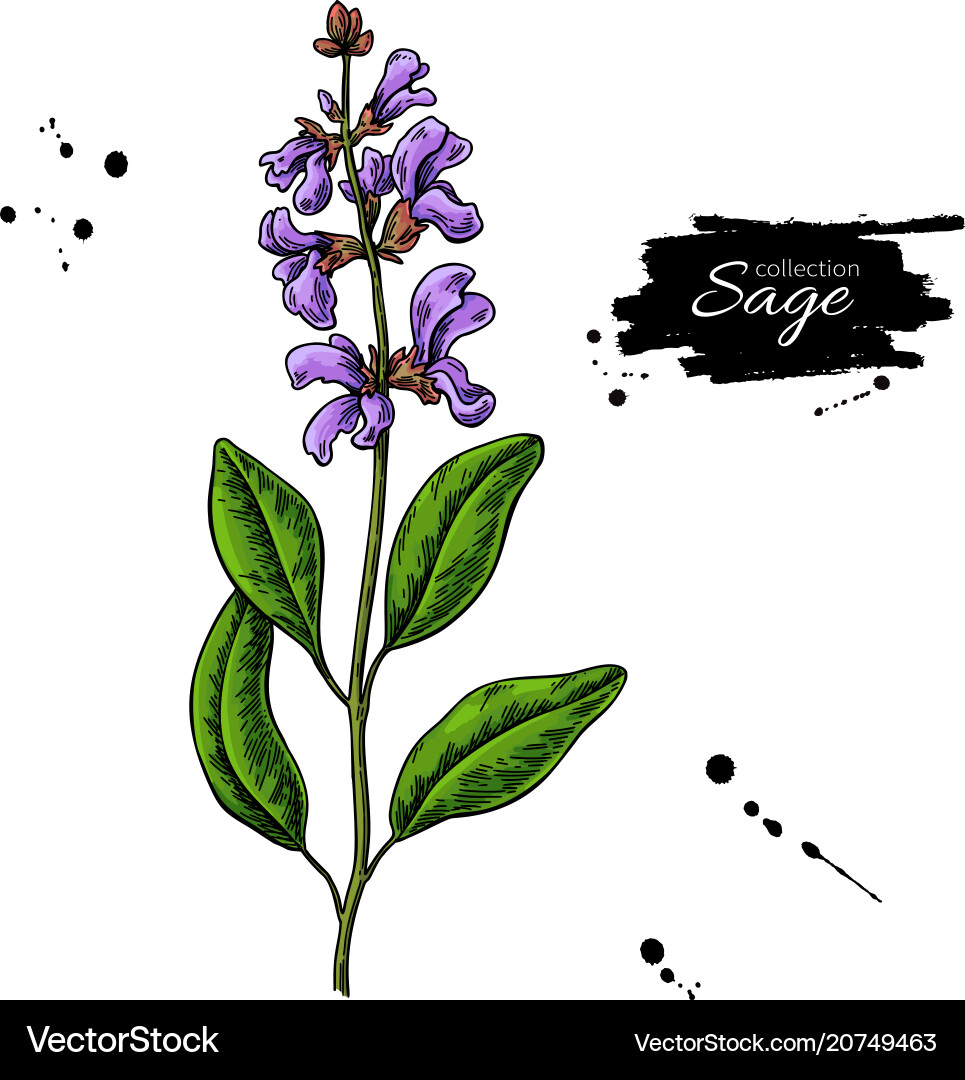 Sage drawing isolated plant with flower Royalty Free Vector