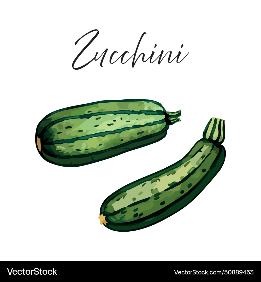 Zucchini Royalty Free Vector Image - VectorStock