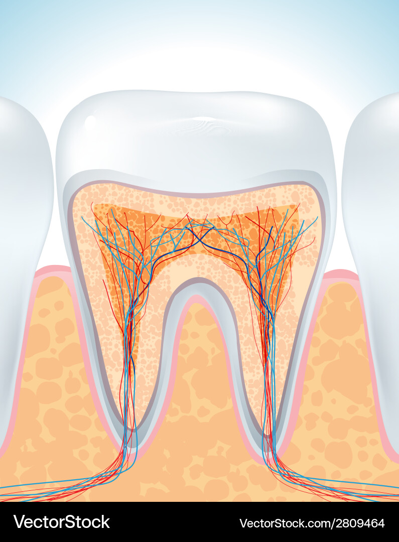 Tooth root Royalty Free Vector Image - VectorStock