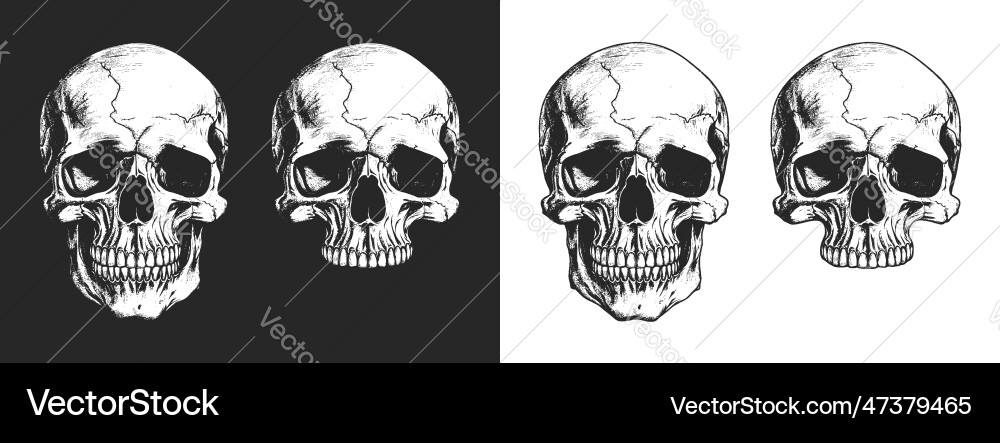 Skull Front Facing Vector Images (over 3,000)