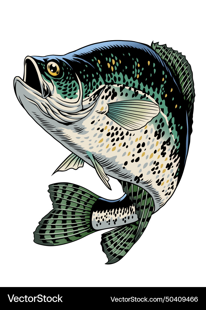 Crappie fish vintage hand drawn Royalty Free Vector Image
