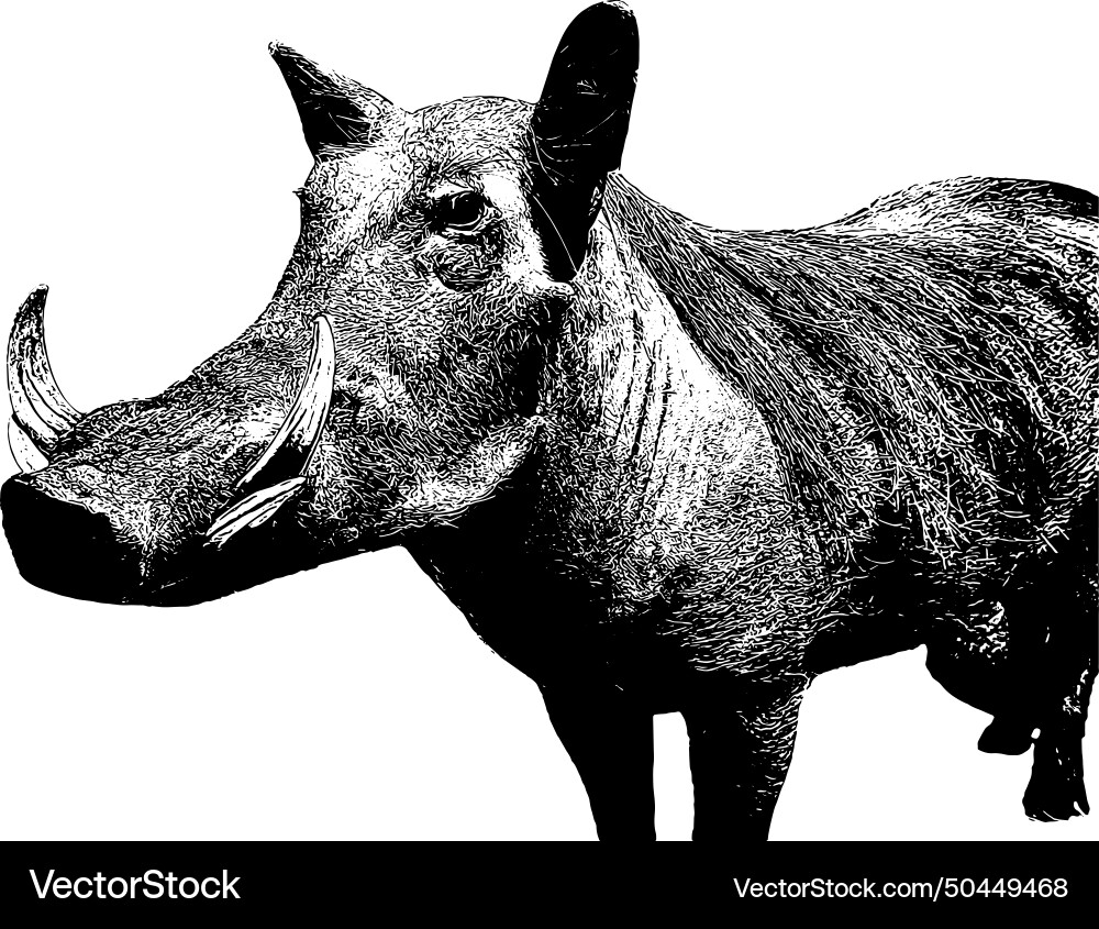 African warthog sketch Royalty Free Vector Image