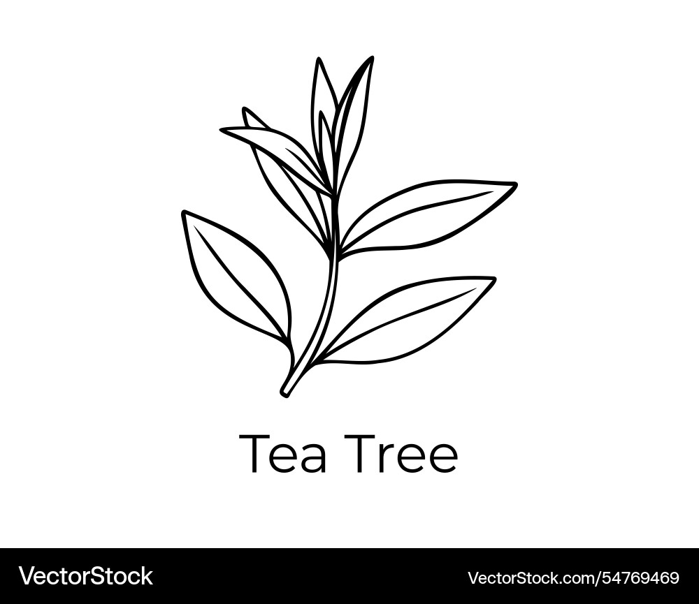 Tea tree leaves doodle hand drawn icon outline Vector Image