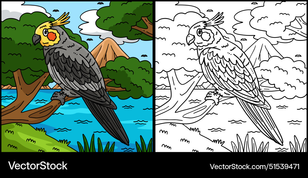 Cockatiel bird coloring page colored Royalty Free Vector