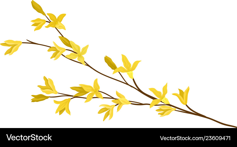 Forsythia Branch with Yellow Flowers Royalty Free Vector