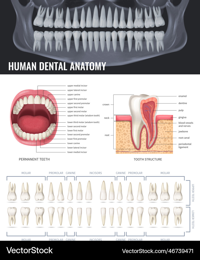 Human teeth realistic Royalty Free Vector Image