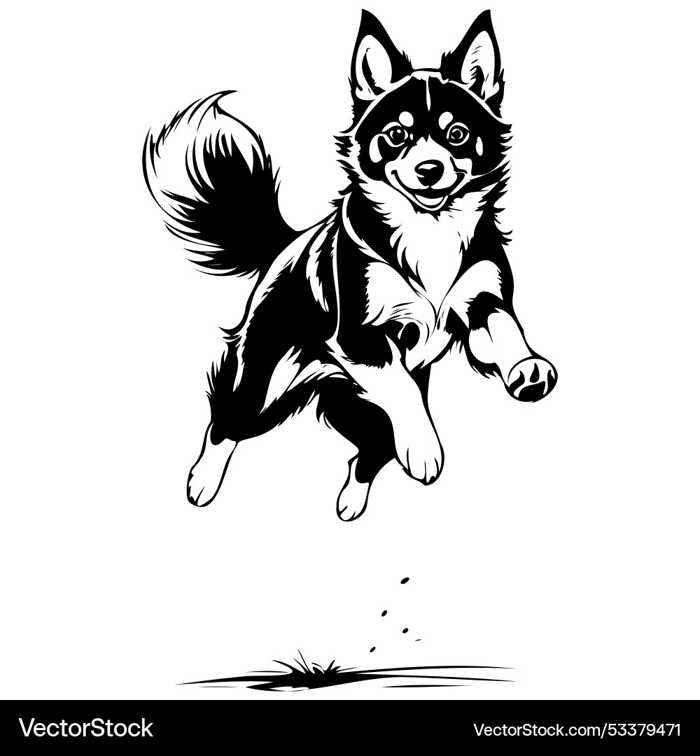 Realistic alaskan klee kai jumps vintage hand Vector Image