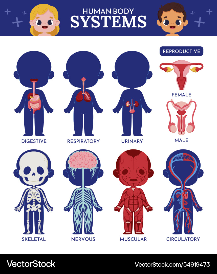 Human body systems Royalty Free Vector Image - VectorStock