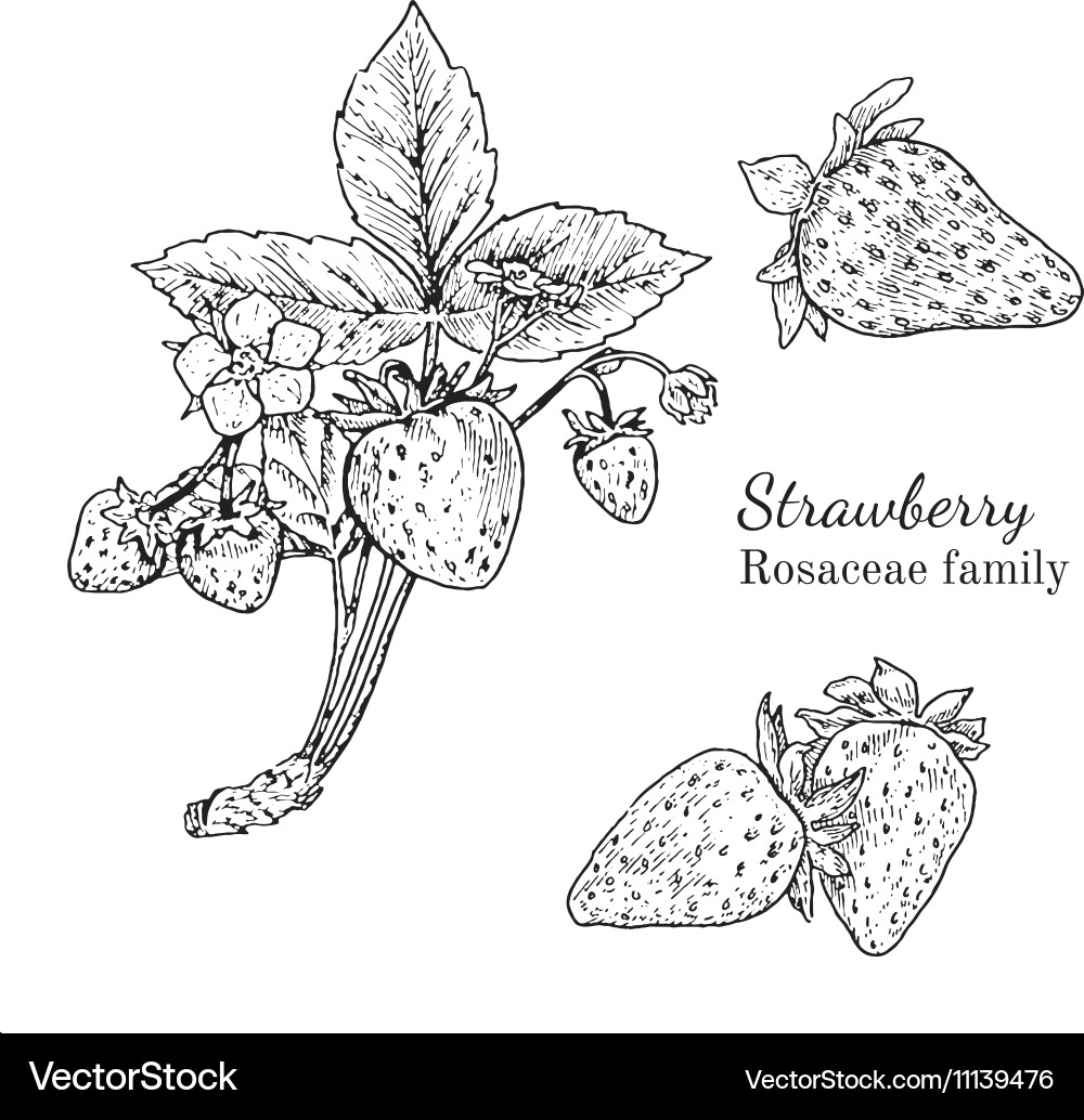 Ink strawberry hand drawn sketch Royalty Free Vector Image