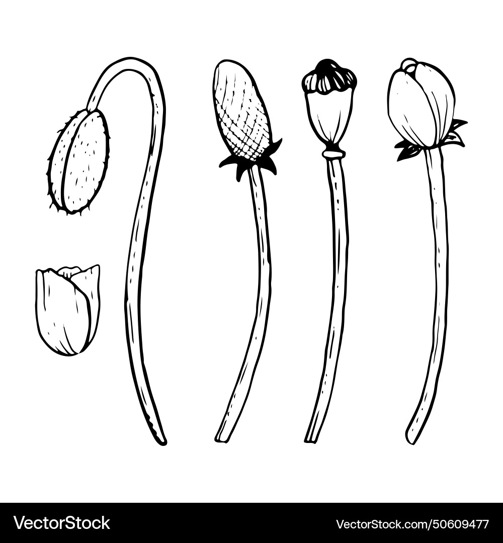Poppy bud stems leaves seeds box set Royalty Free Vector
