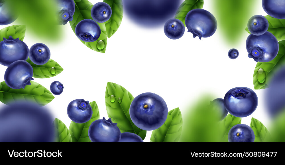 Realistic blueberry background Royalty Free Vector Image
