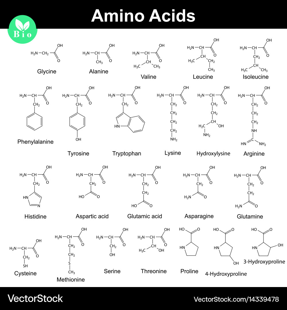 Biogenic amino acids formulas Royalty Free Vector Image