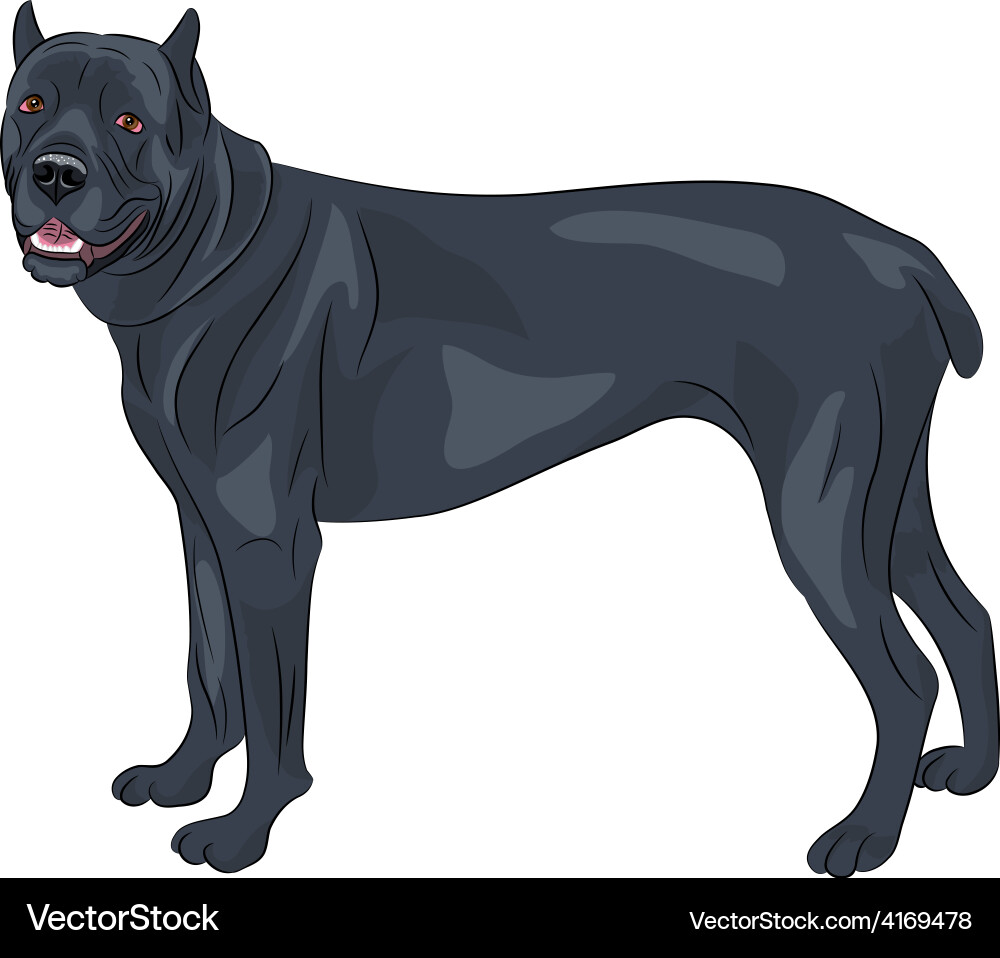 Cane corso Royalty Free Vector Image - VectorStock