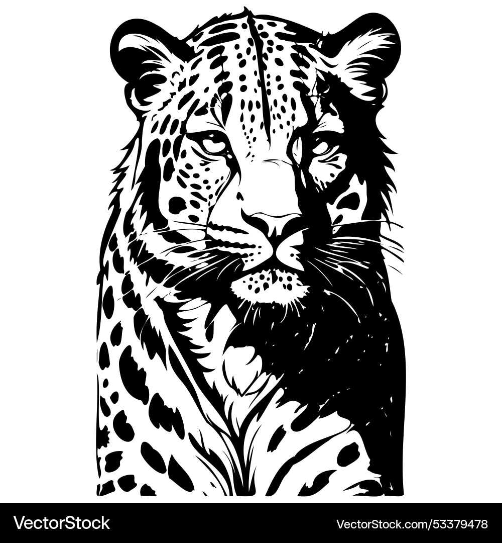 Realistic amur leopard portrait engraving drawing Vector Image