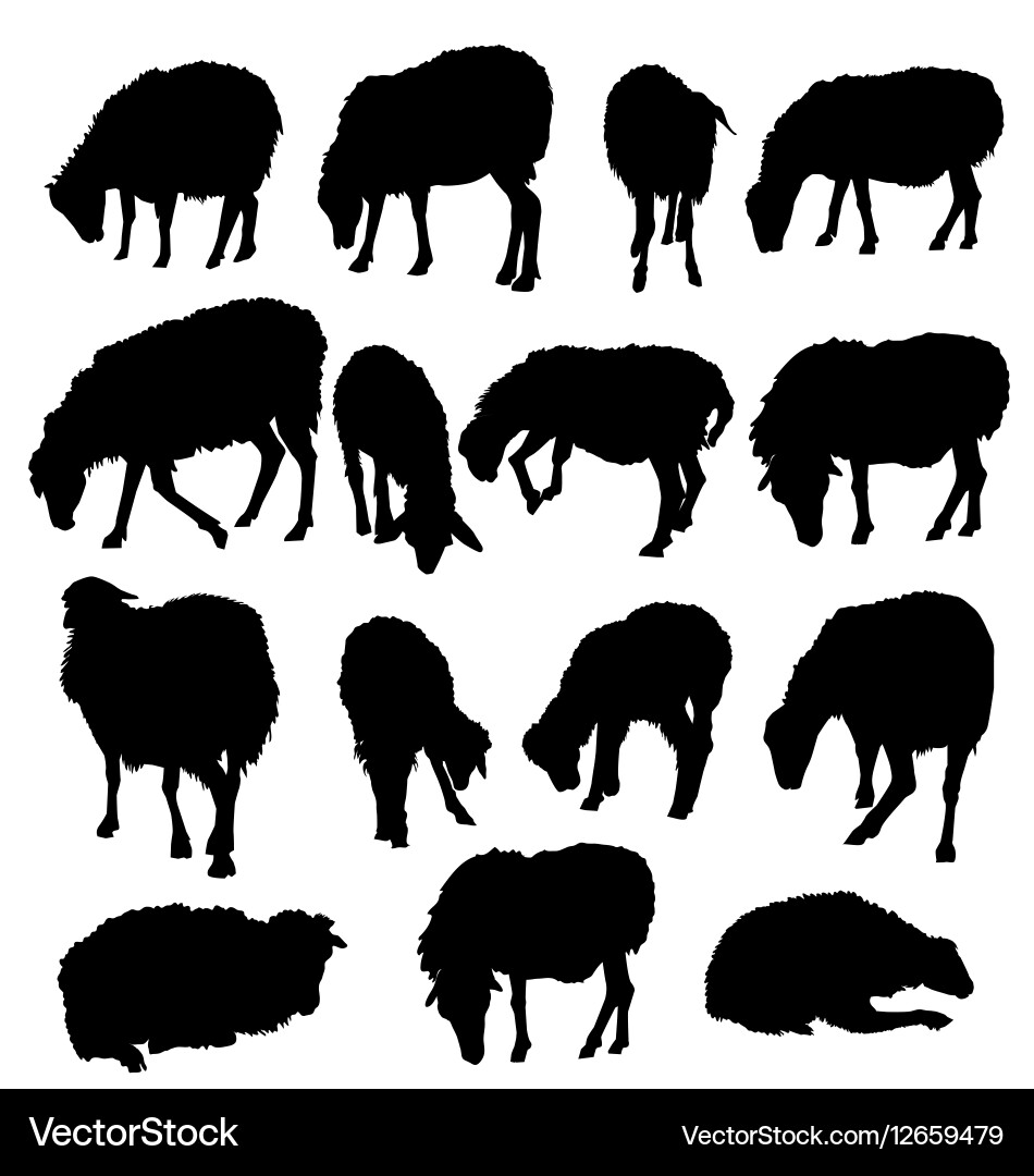 Sheep lamb set Royalty Free Vector Image - VectorStock