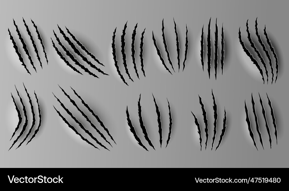 Bear or tiger claw marks scratches and torn Vector Image