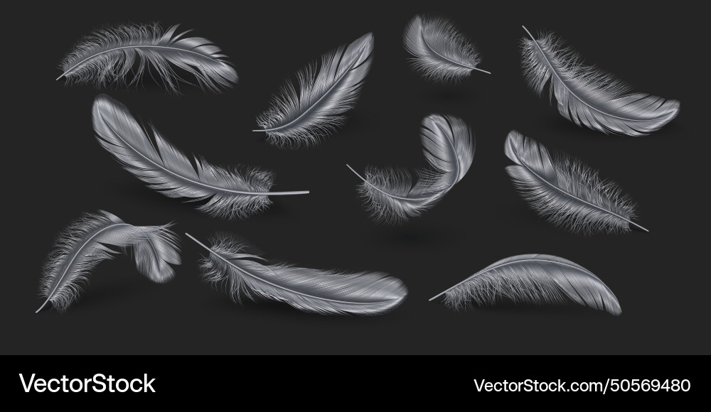 Silver feathers realistic collection Royalty Free Vector