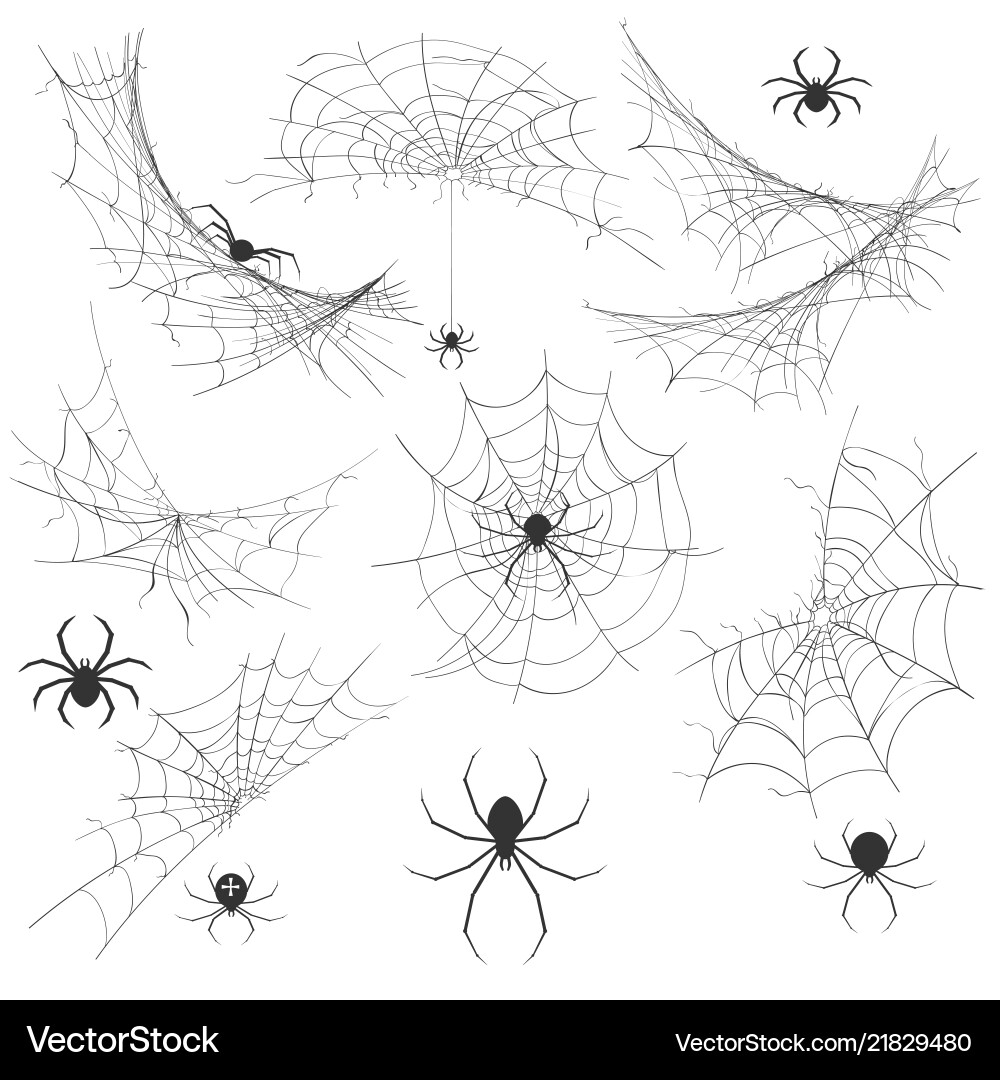 Spider with cobweb Royalty Free Vector Image - VectorStock