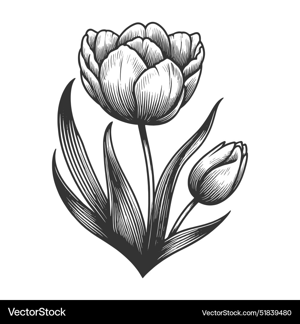 Tulip flower engraving sketch Royalty Free Vector Image