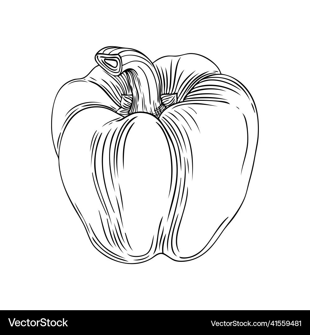 Fresh bell pepper outline hand-drawn vegetable he Vector Image