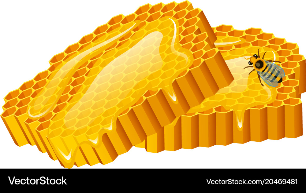 Honey set bee and hive honeycomb Royalty Free Vector Image