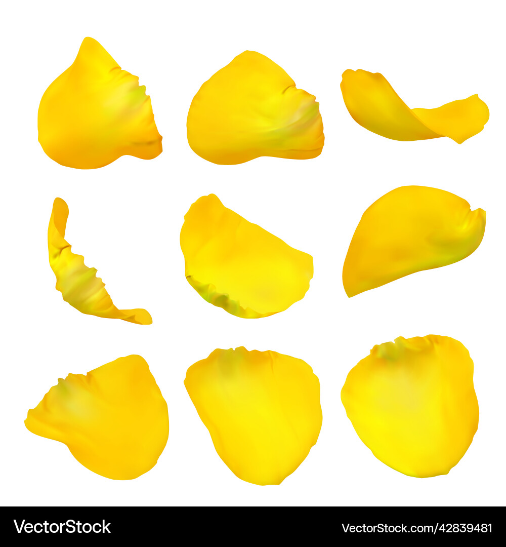 Realistic rose petals Royalty Free Vector Image