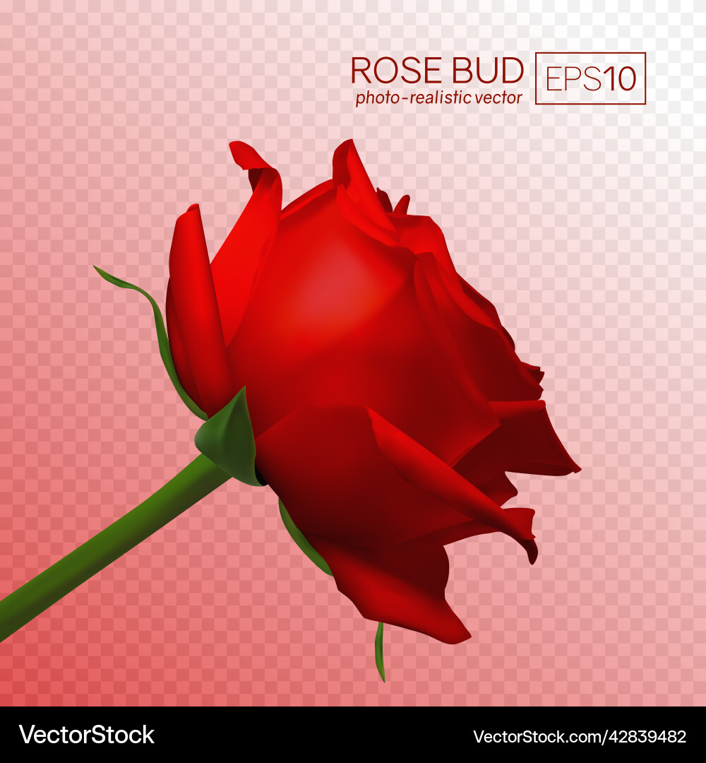 Realistic yellow rose on transparent Royalty Free Vector