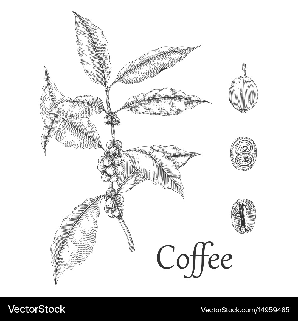 Kaffeebaum Hand Zeichnung Gravur Stil Lizenzfreier Vektor
