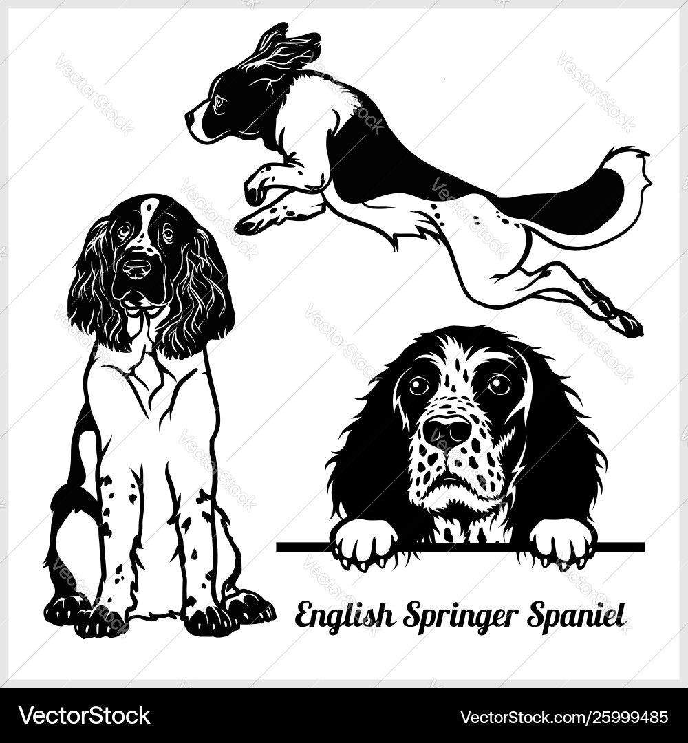 English springer spaniel Royalty Free Vector Image