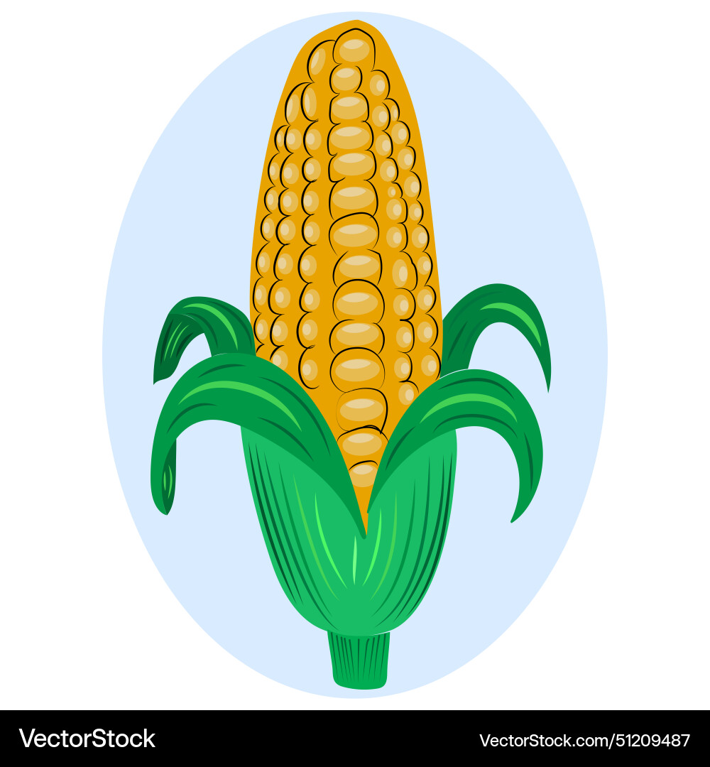 Corn cob Royalty Free Vector Image - VectorStock