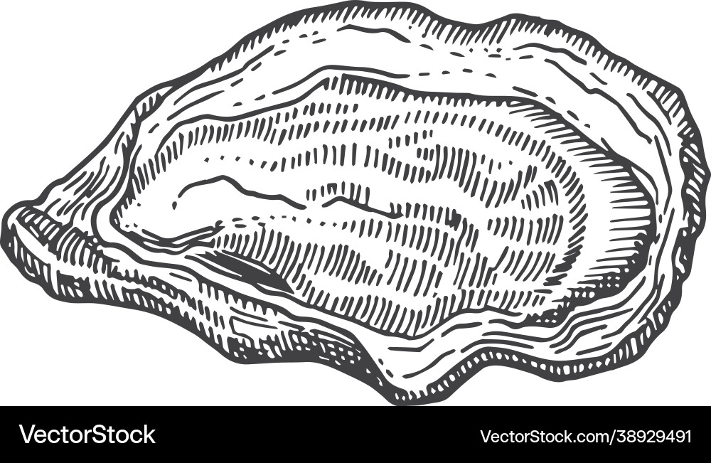 Hand drawn open oyster shell Royalty Free Vector Image