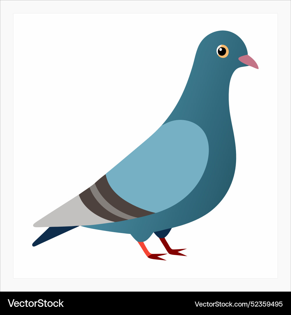 A bird pigeon Royalty Free Vector Image - VectorStock