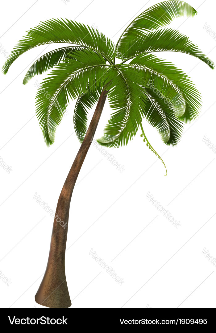 Palm tree Royalty Free Vector Image - VectorStock