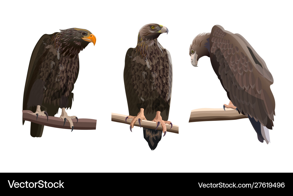Set with eagles in realistic style Royalty Free Vector Image