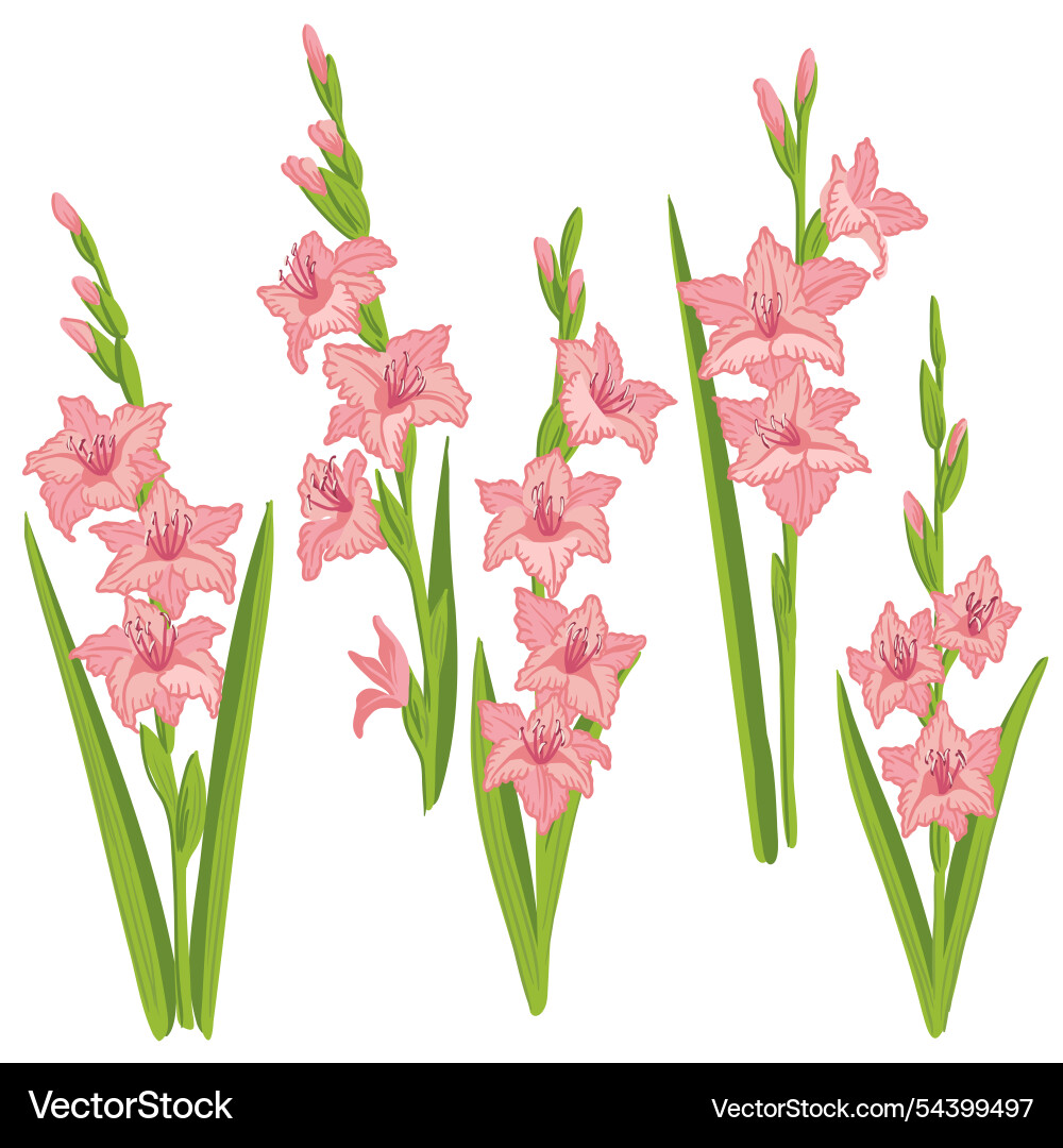 Drawing garden flower gladiolus Royalty Free Vector Image