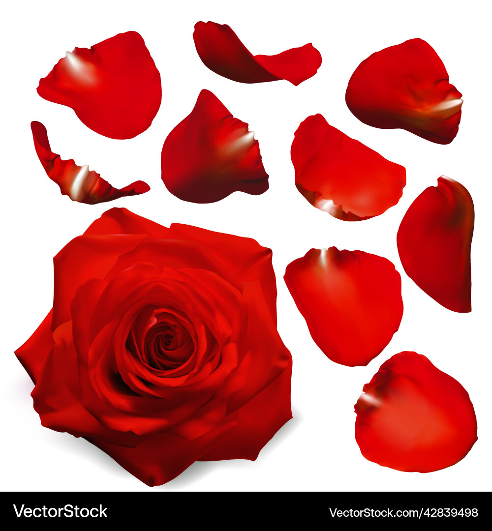 Realistic rose petals Royalty Free Vector Image