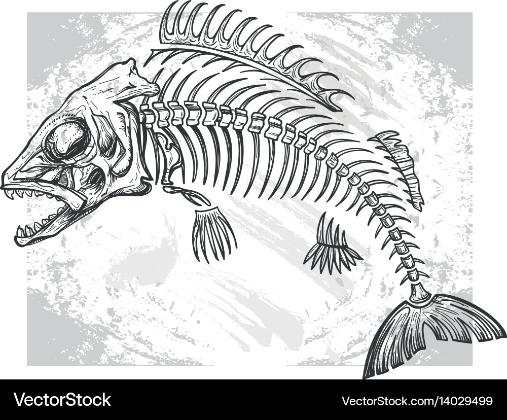 Fish Skeleton Sketch Royalty Free Vector Image