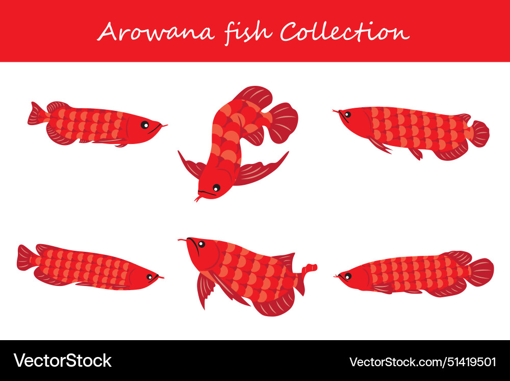 Arowana fish collection Royalty Free Vector Image