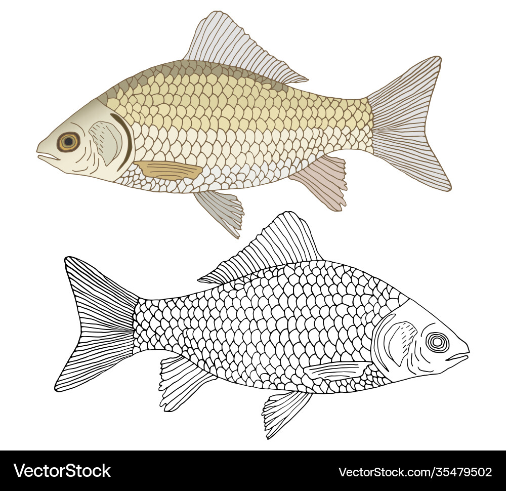 Beautiful river carp with scales hand Royalty Free Vector
