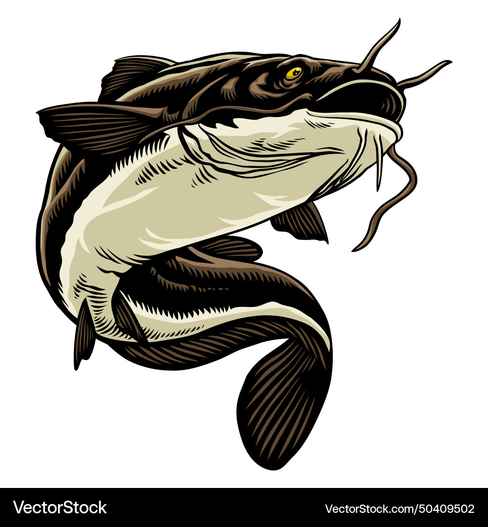 Hand drawn of catfish isolated Royalty Free Vector Image
