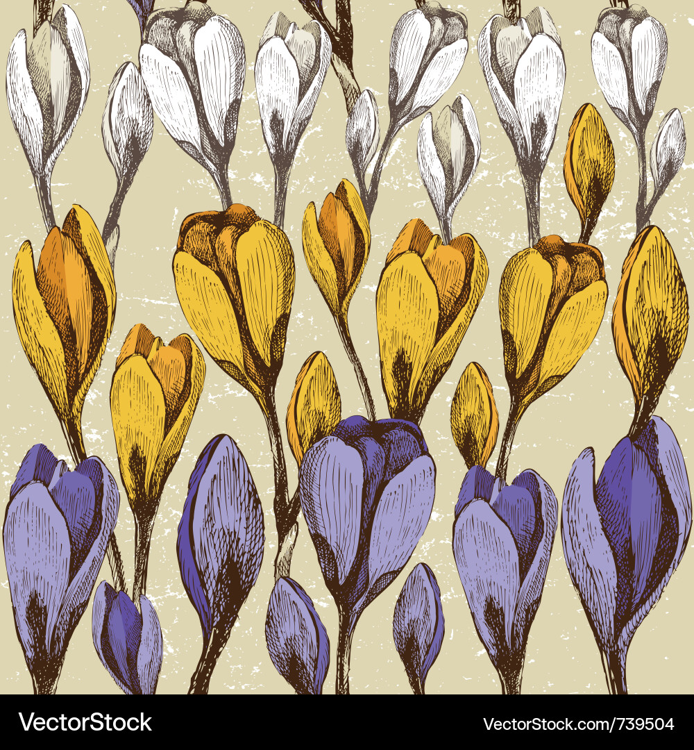 Crocus flowers Royalty Free Vector Image - VectorStock