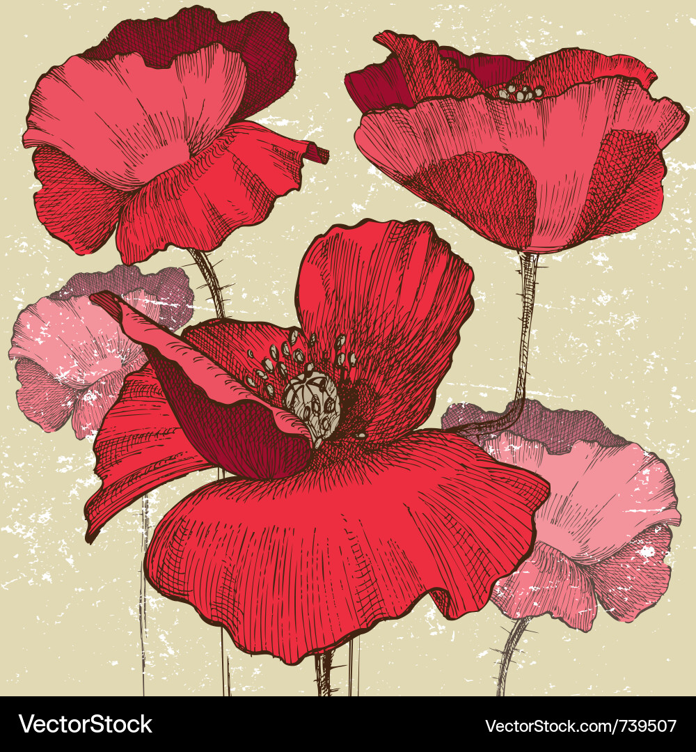 Vintage Poppy Flowers Royalty Free Vector Image